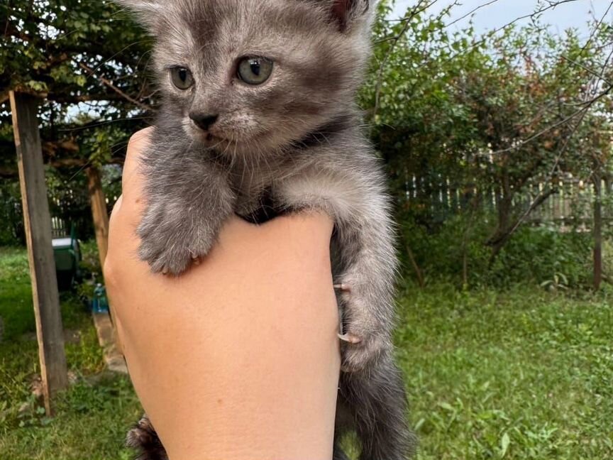 Котята в добрые руки, 1 месяц
