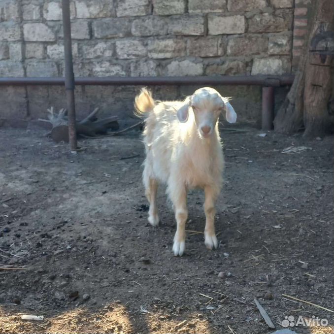 Коза и два козлёнка