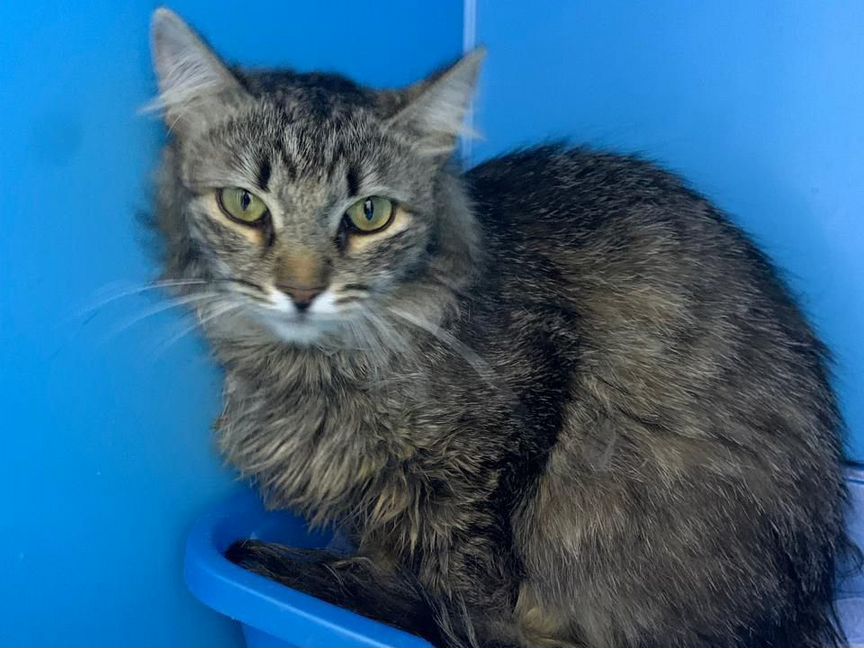 Пушистая кошка ищет дом