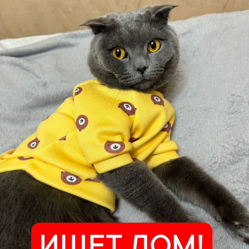 Вислоухий кот ищет дом