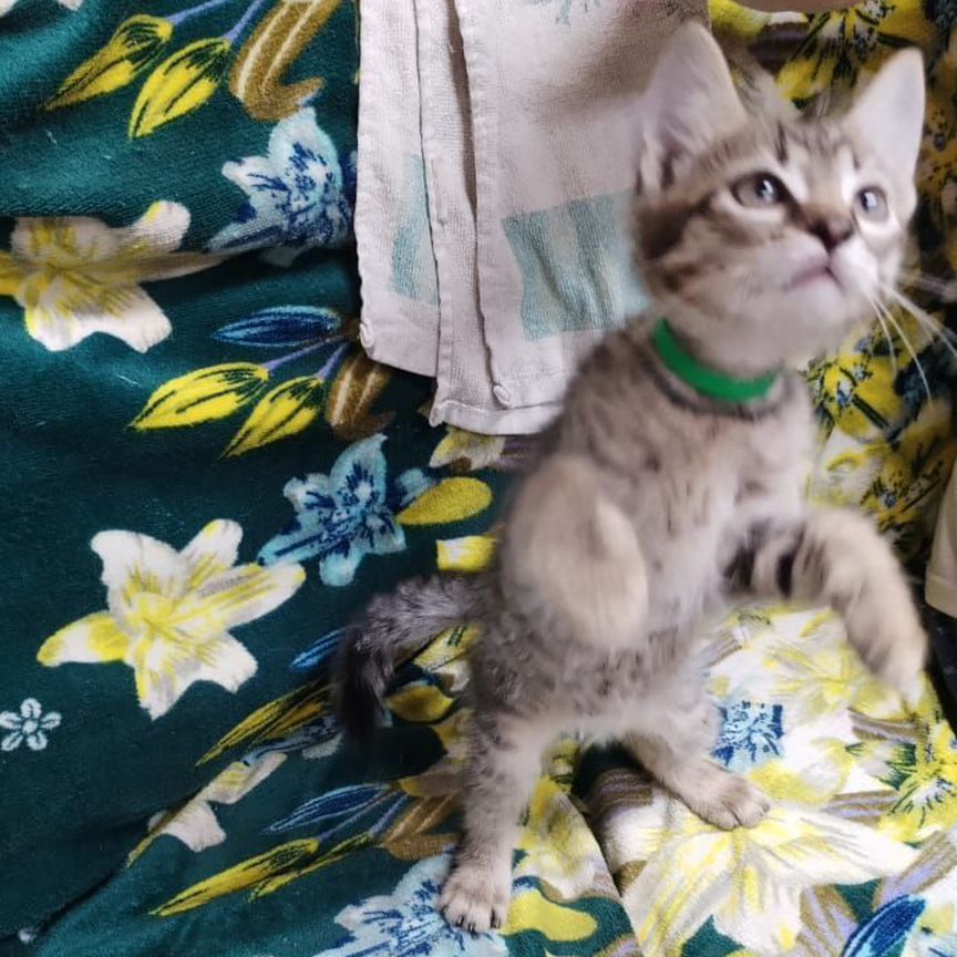 Котята в добрые руки бесплатно девочка