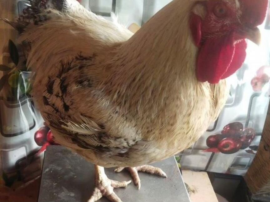 Инкубационные яйца, молодняк птицы