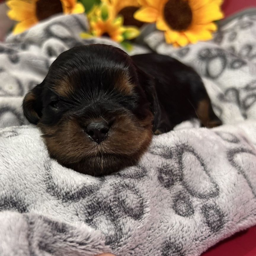 Кавалер кинг-чарльз-спаниель, щенок