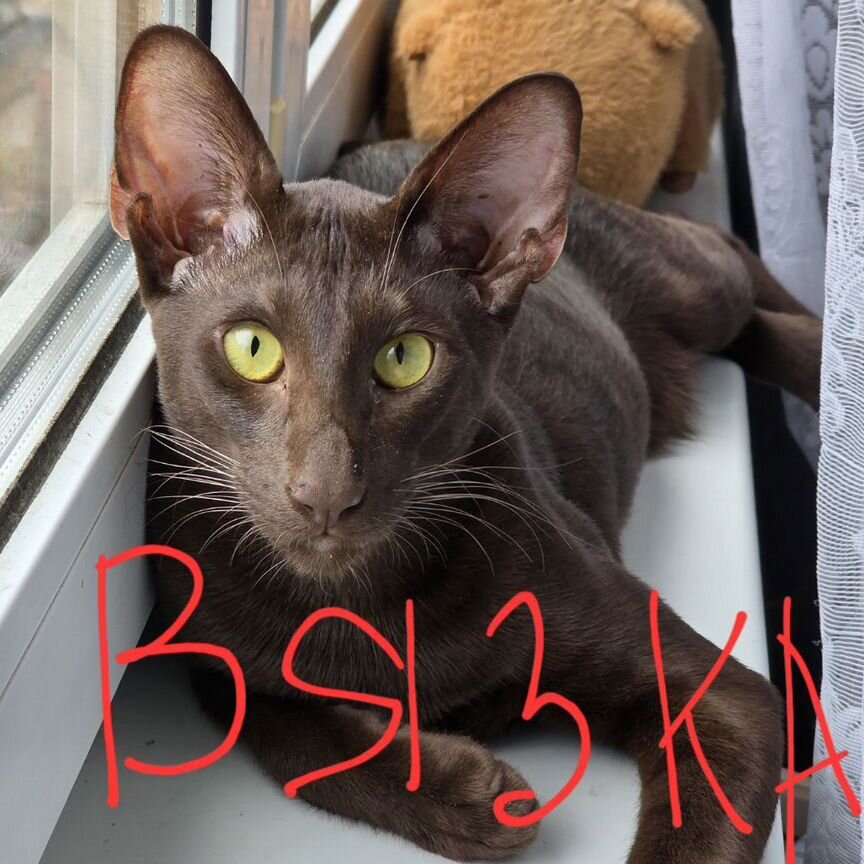 Ориентальный кот, взрослый