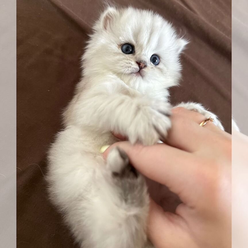 Британский короткошёрстный котёнок