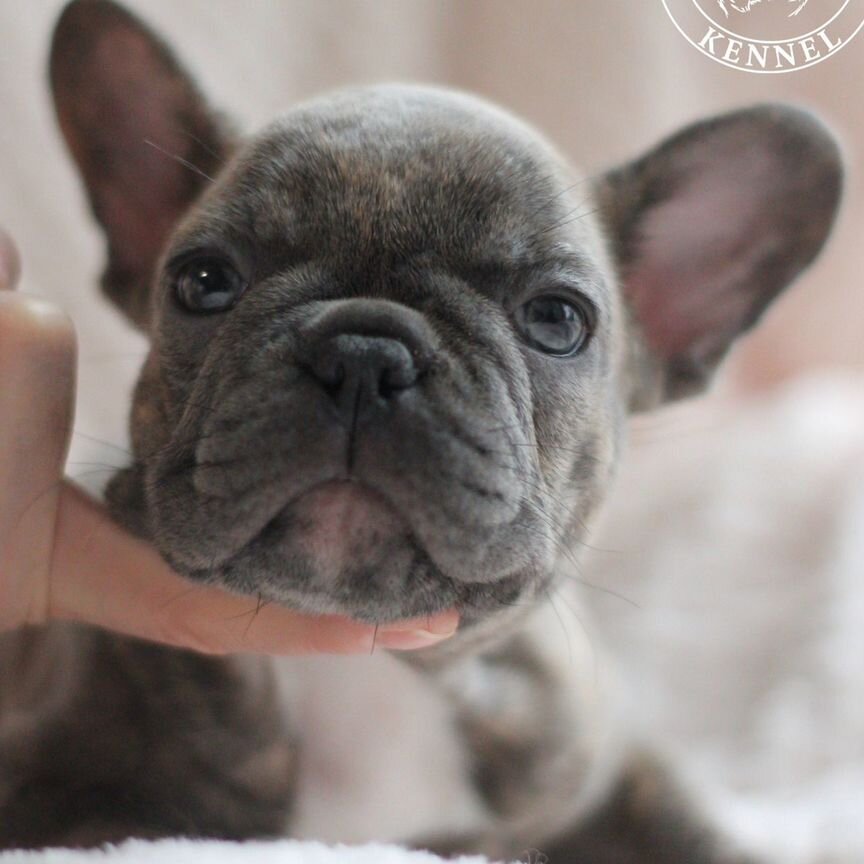 Французский бульдог, щенок
