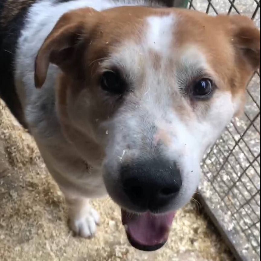 Взрослый пёс в добрые руки