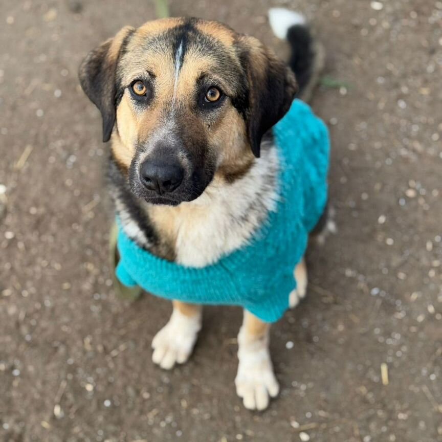 Донна, красивая, добрая, но за решеткой в приюте