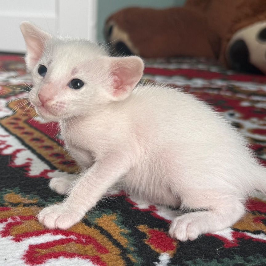 Ориентальный котёнок