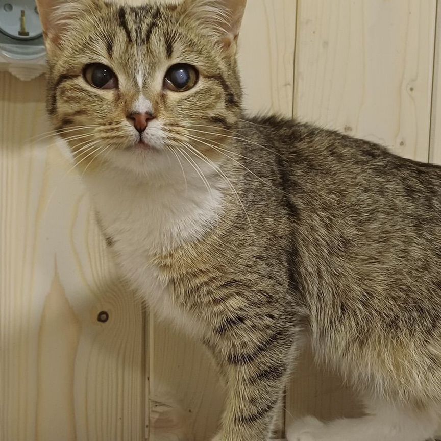 Котенок в добрые руки