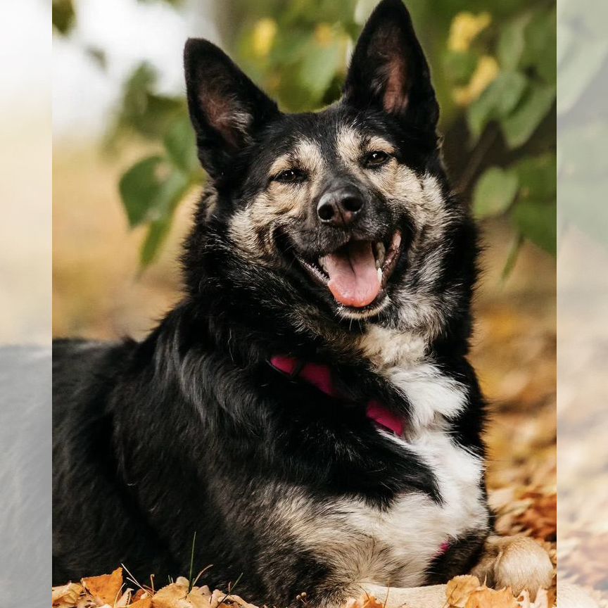 Взрослая собака в добрые руки