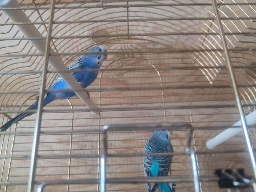 Волнистый попугай