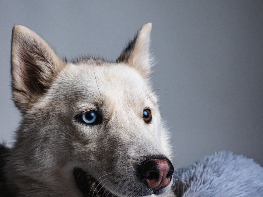 Голубоглазый Юстас