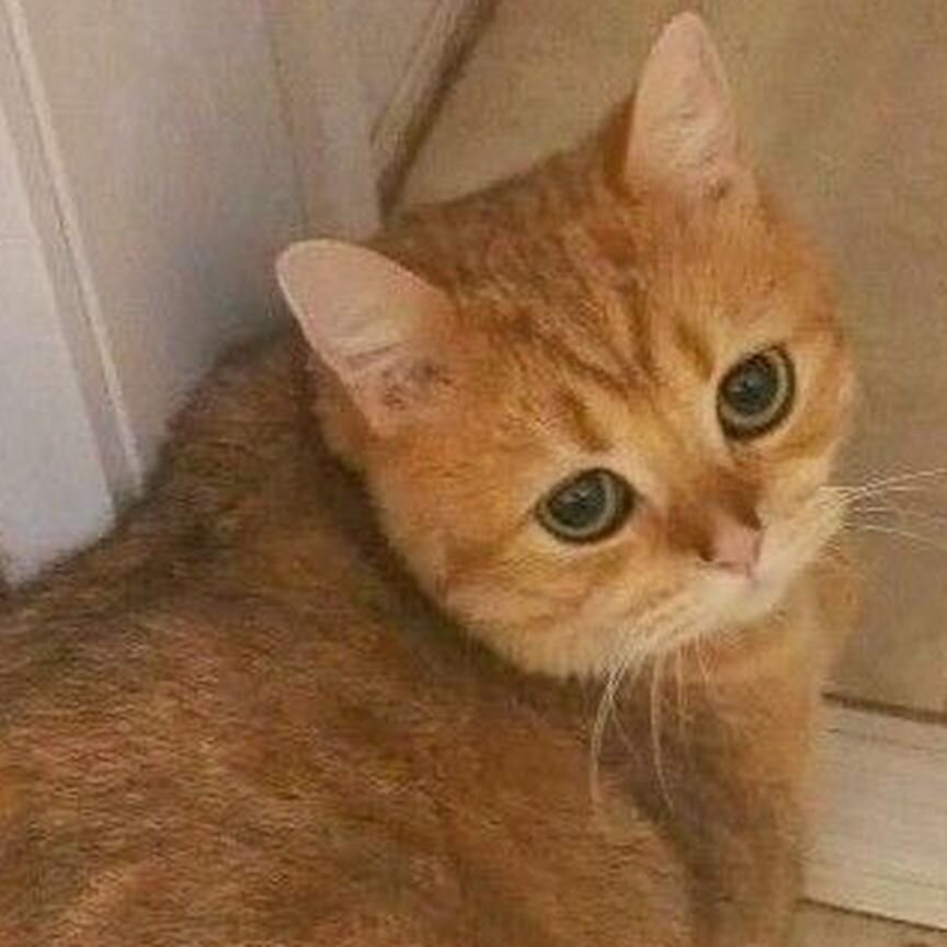 Золотая шиншилла котик