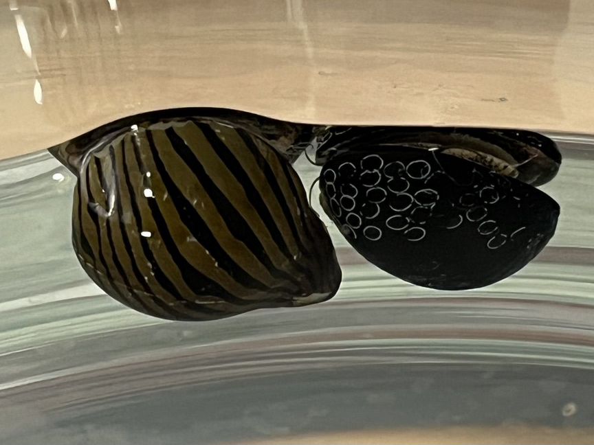 Три улитки неритины бесплатно