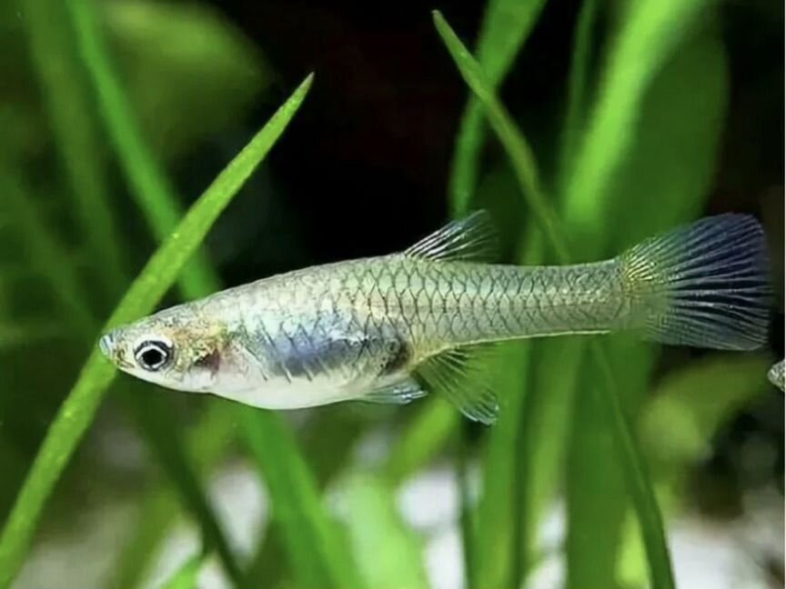 Гуппи самки