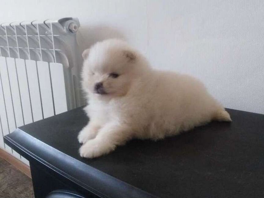 Шпицы разные. Померанцы. Доставка из Челябинска