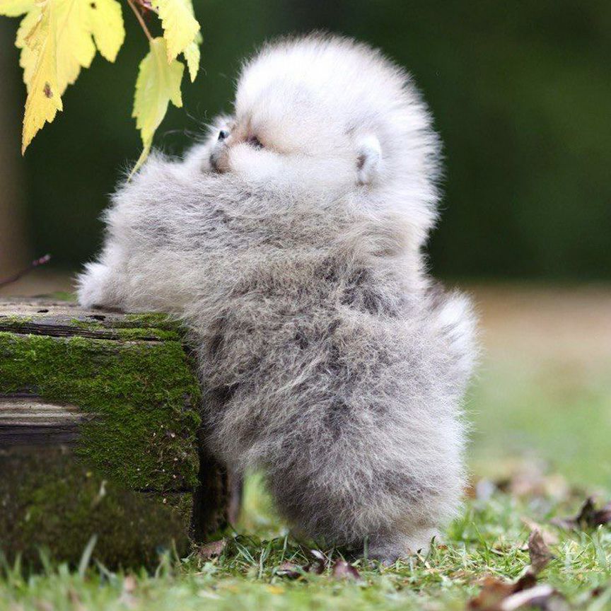 Померанский шпиц, щенок