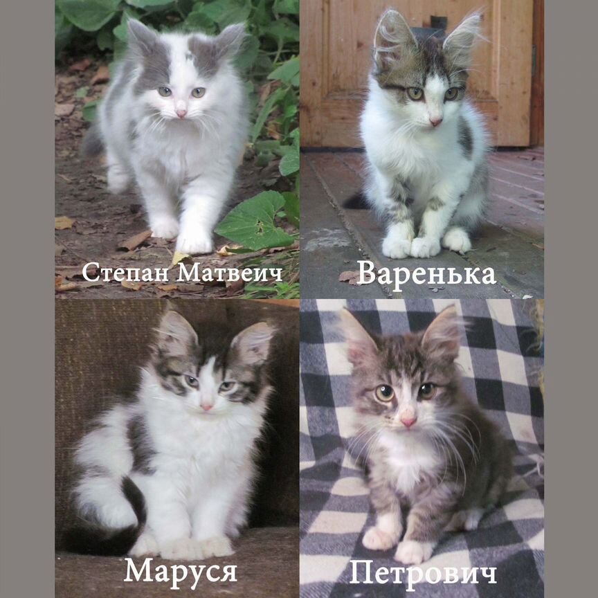 Котята в добрые руки бесплатно