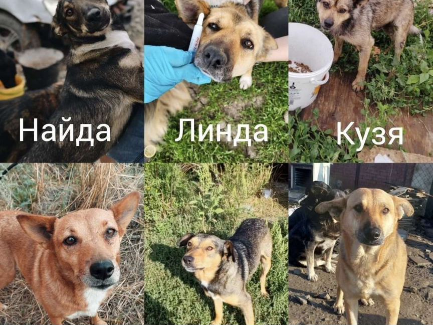 Собаки из приюта