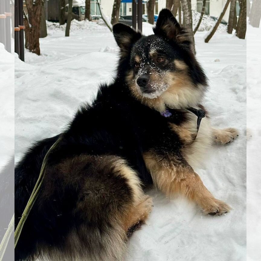 Взрослый пёс в добрые руки