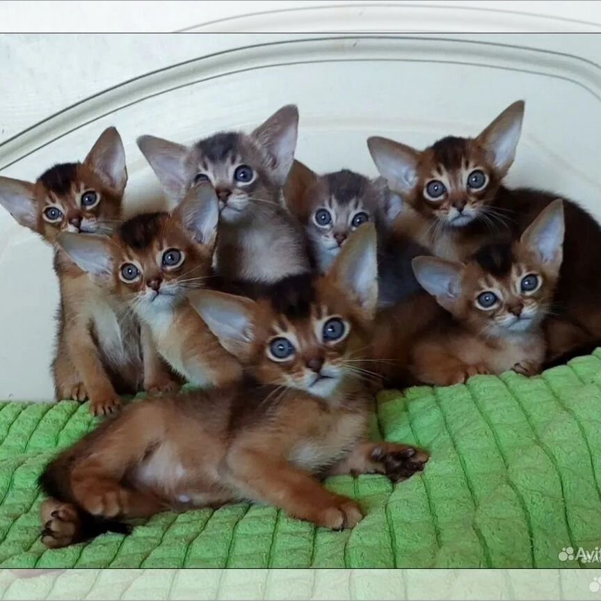 Абиссинские котята
