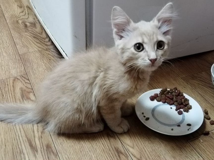Кошки и котята в добрые руки