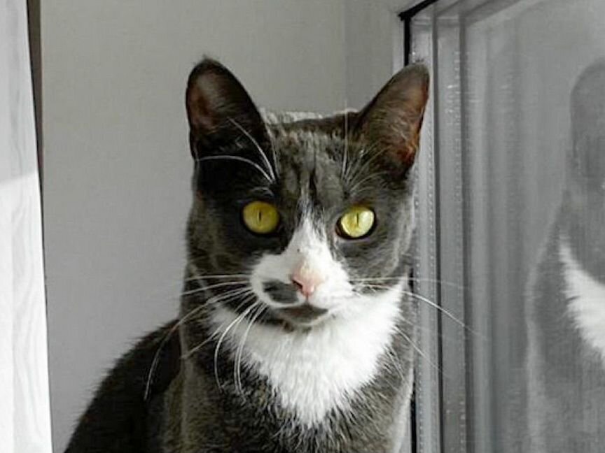 Грациозная кошечка