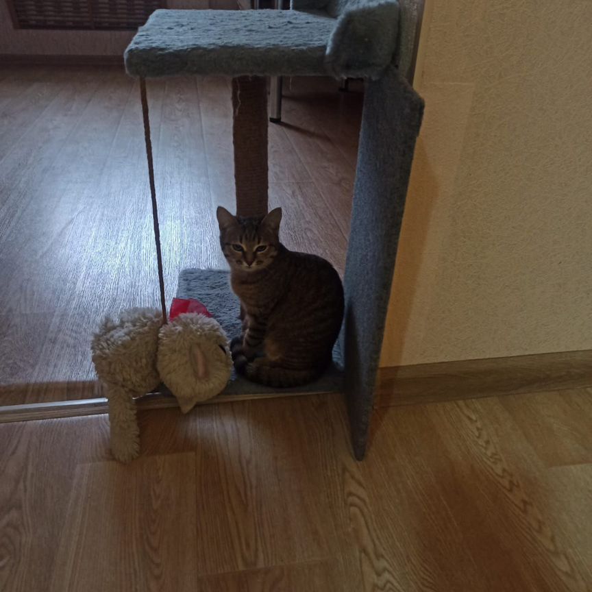 Котенок тигрового окраса в надёжные руки