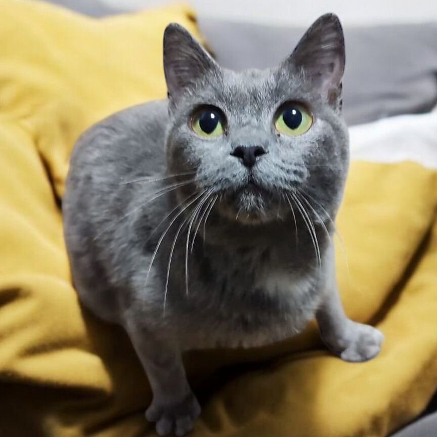 Взрослая кошка в добрые руки