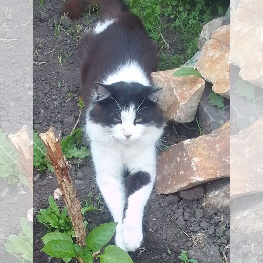 Котик Василек
