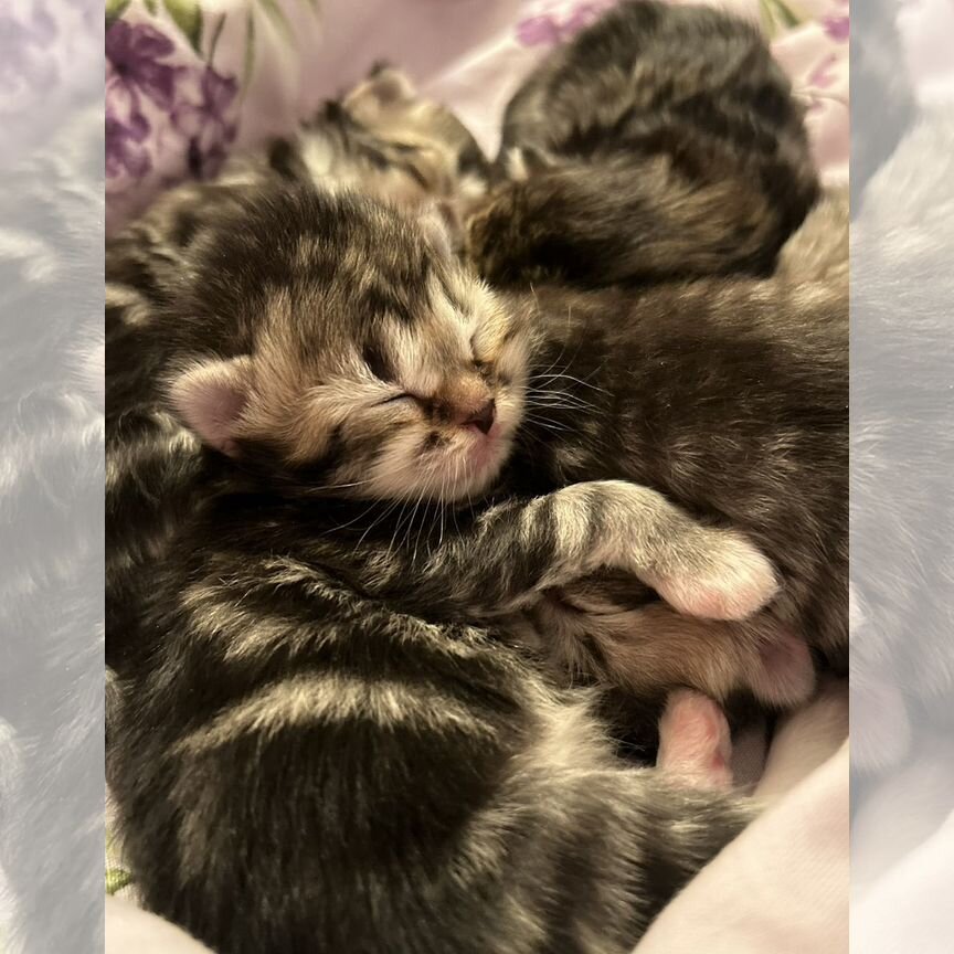 Сибирский котёнок
