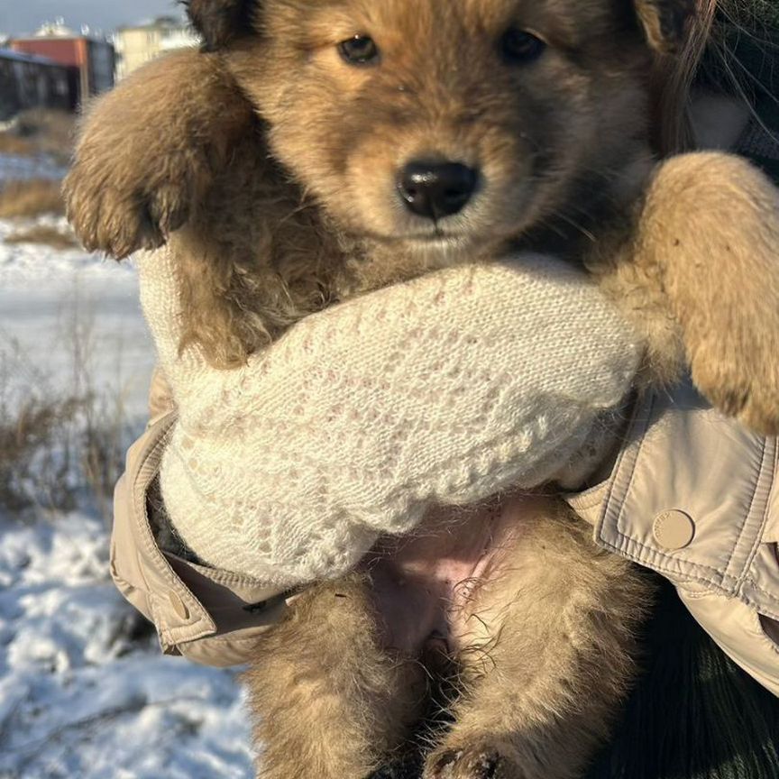 Щенок в добрые руки
