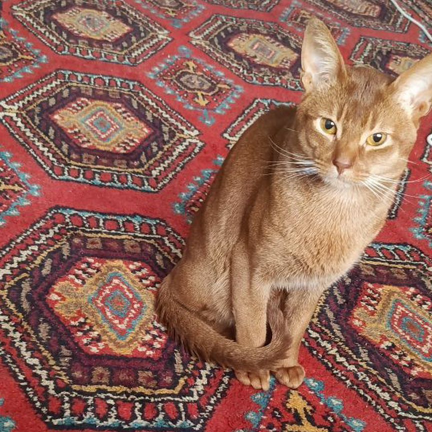 Вязка кота абиссинца