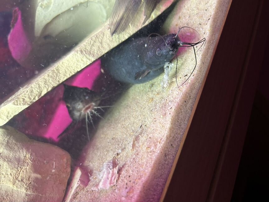 Мешкожаберный сом