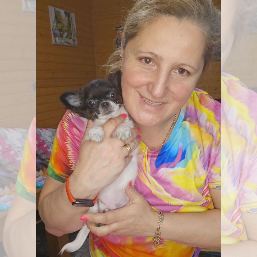 Чихуахуа, щенок