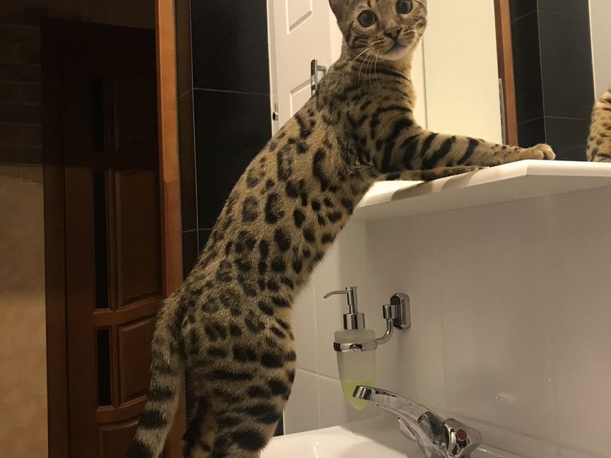 Бенгальская