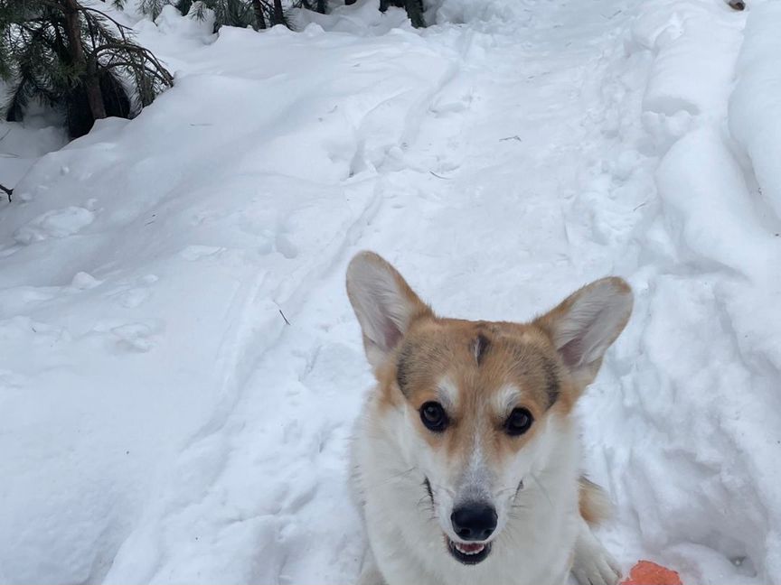 Вязка корги мальчик