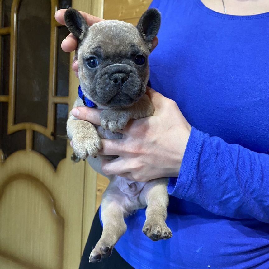 Француз - карапуз