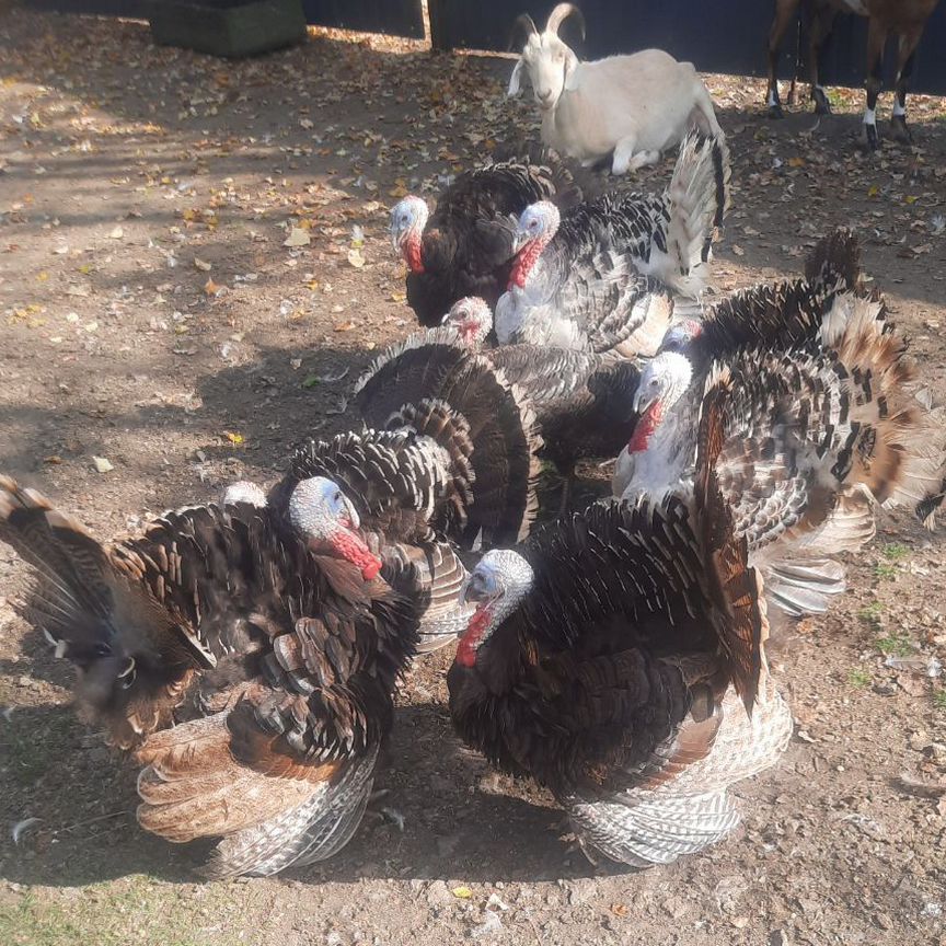 Индюки на племя