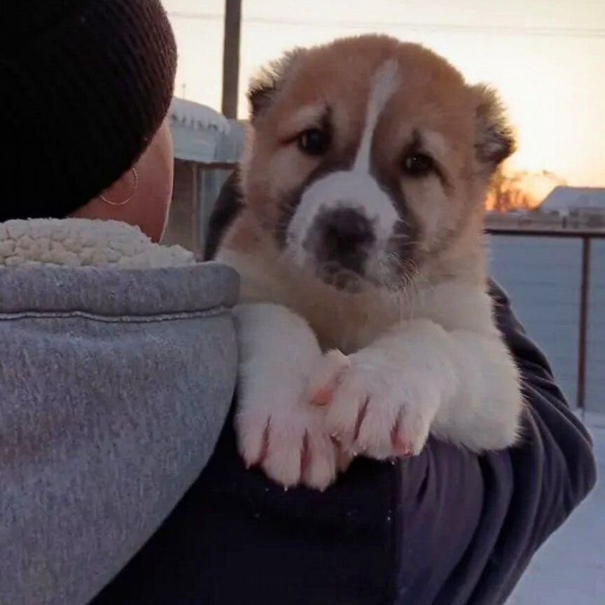 Среднеазиатская овчарка, щенок