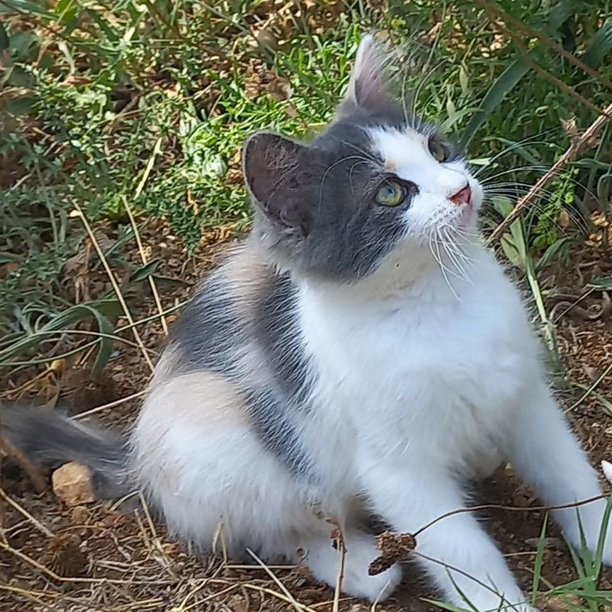 Котята в хорошие руки