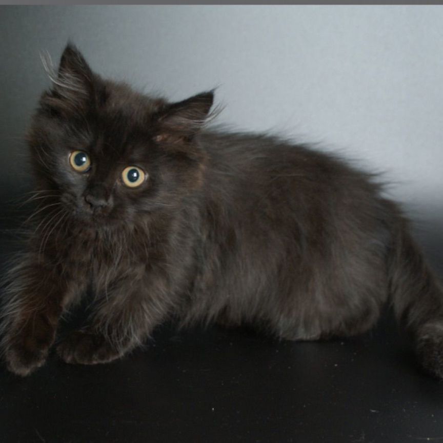 Сибирский котенок с док-ми питомник