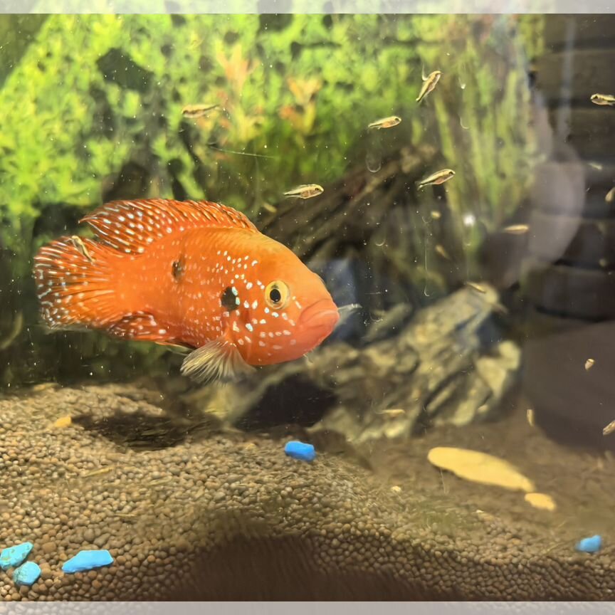 Хемихромис красавец мальки