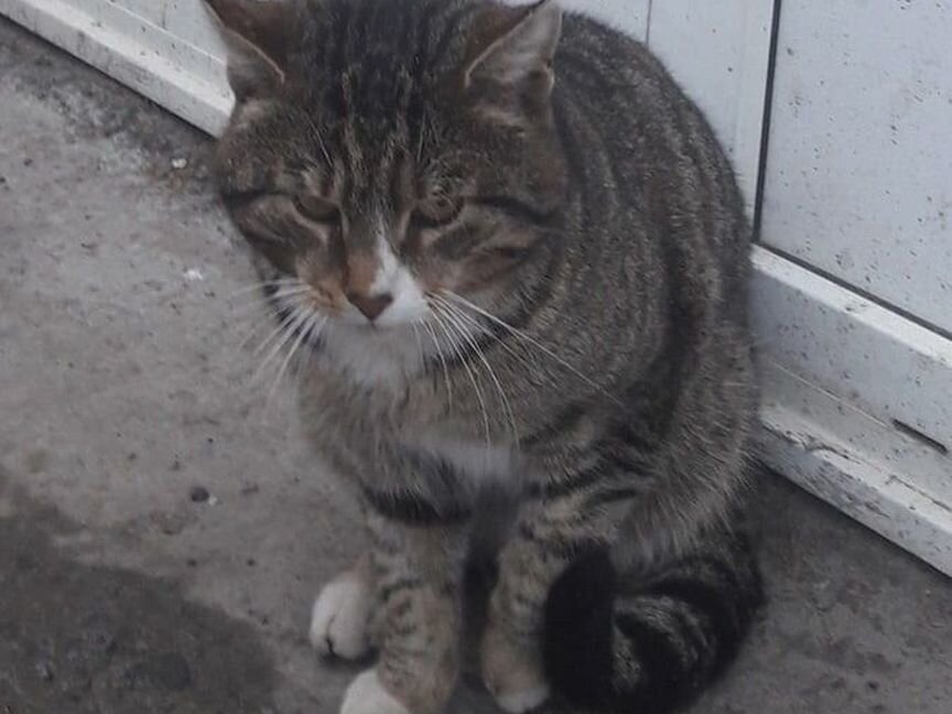 Котик ждёт Вас