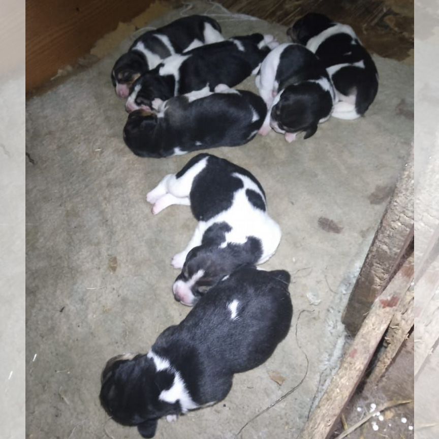 Щенки русской пегой гончей