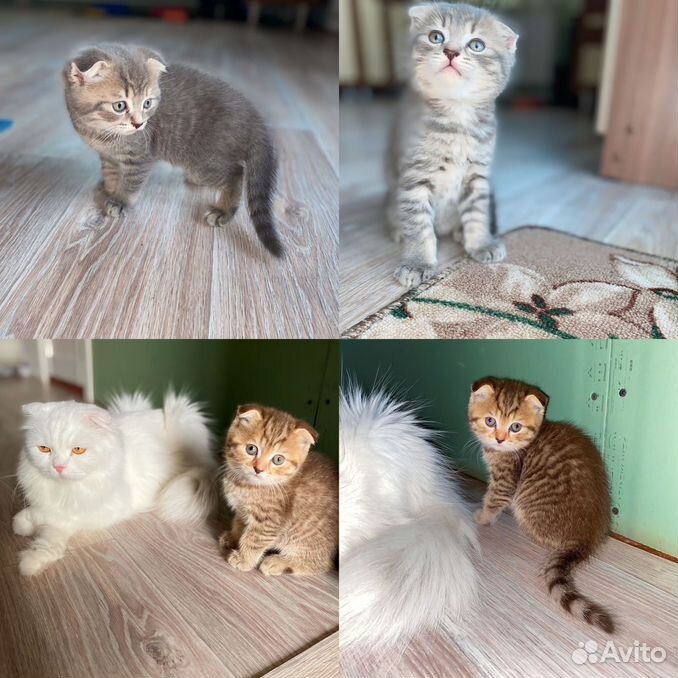 Котята шотландскте вислоухие