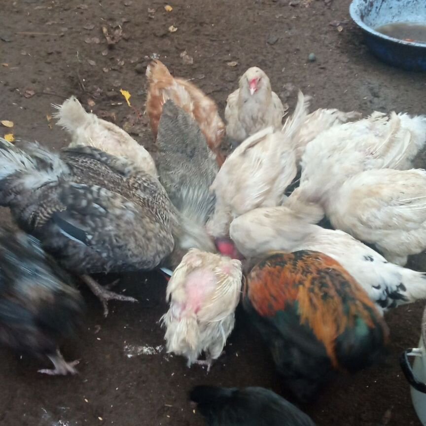 Куры молодки несушки