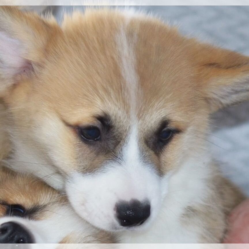 Вельш-корги щенок