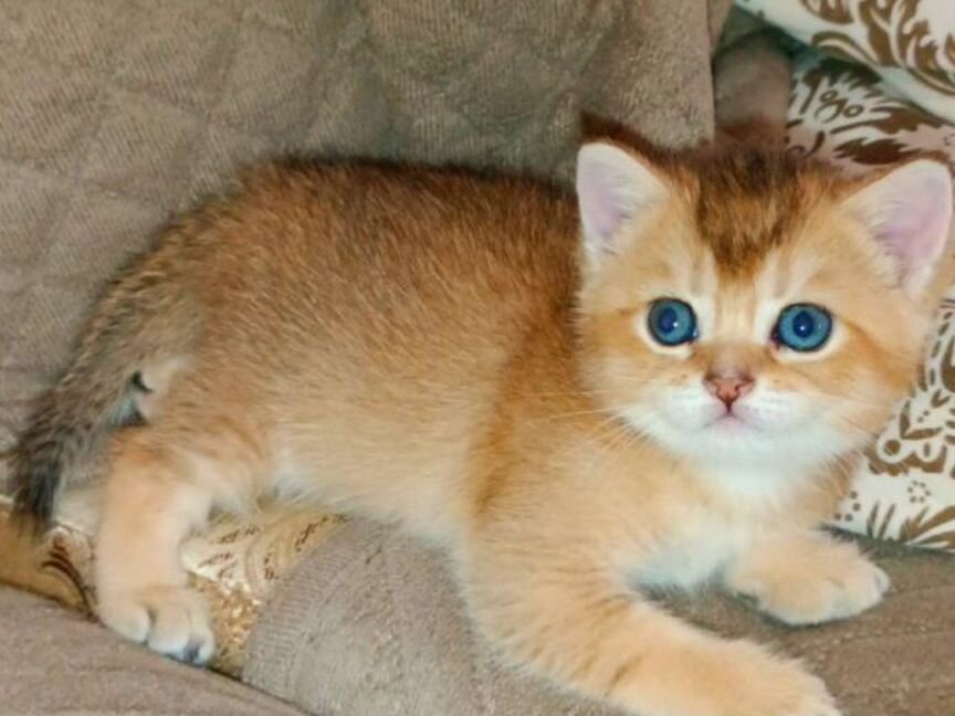 Котята золотые шиншиллы